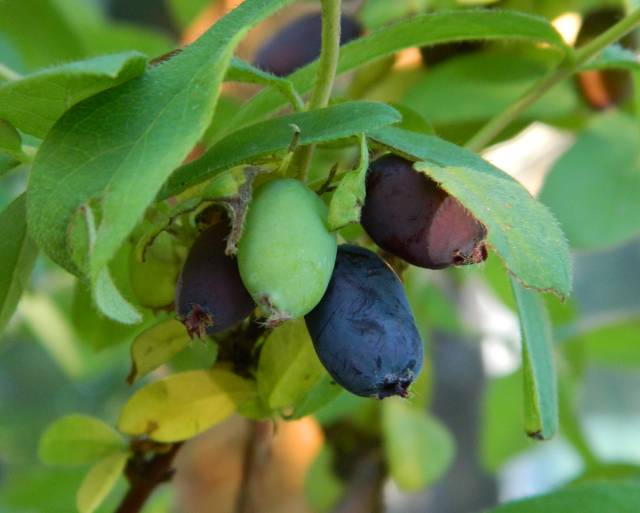 Edible Blue Honeysuckle (Honeyberry/Haskap) Links