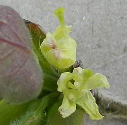 2016-04-23 Honey Bee.jpg