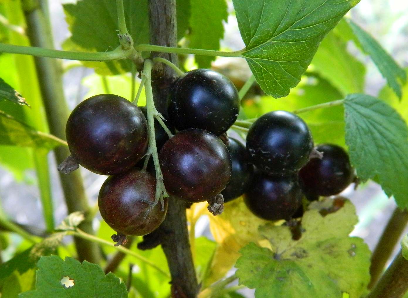 HoneyberryUSA - Berry bushes for sale and Pick-Your-Own (U-Pick) berries