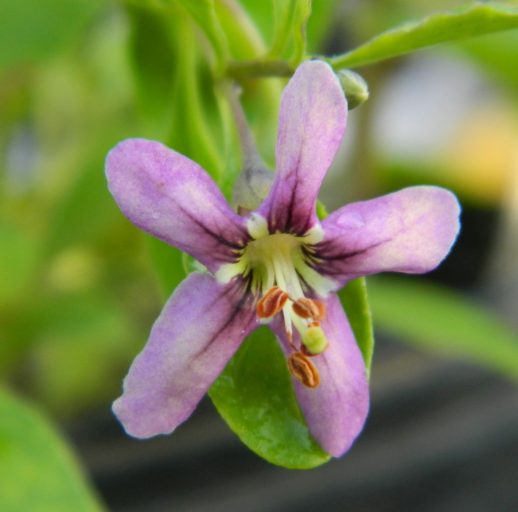 Goji blossom