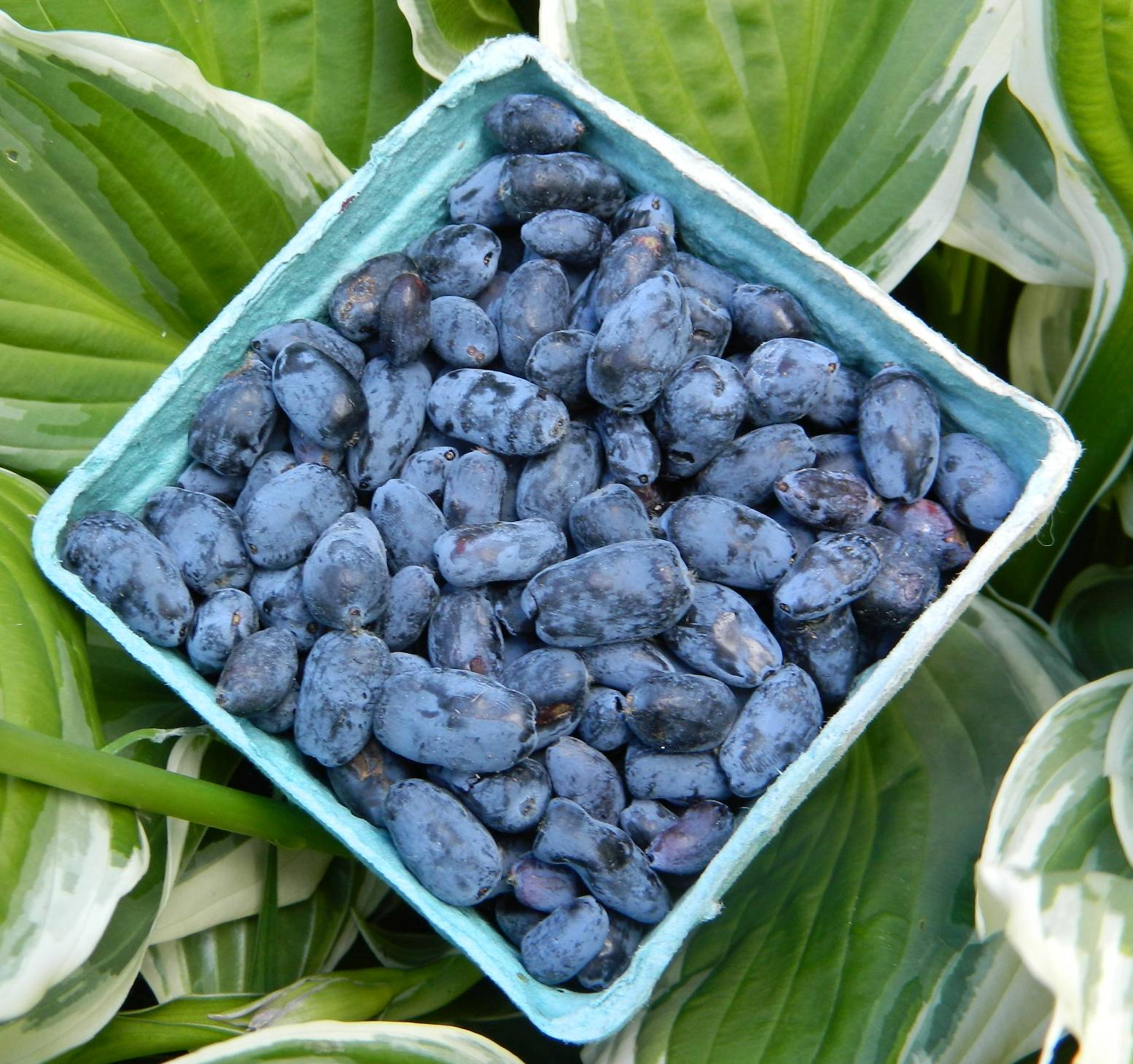 HoneyberryPint.jpg