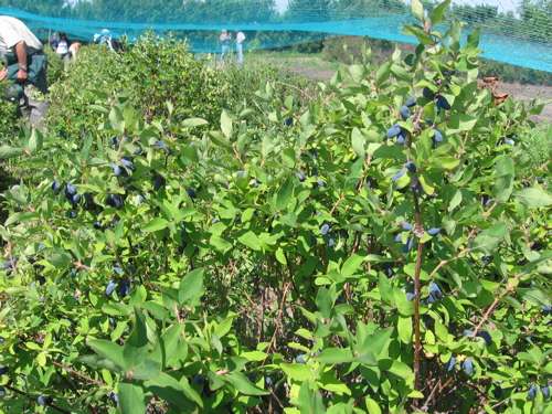 About Honeyberry Shrub and Fruit